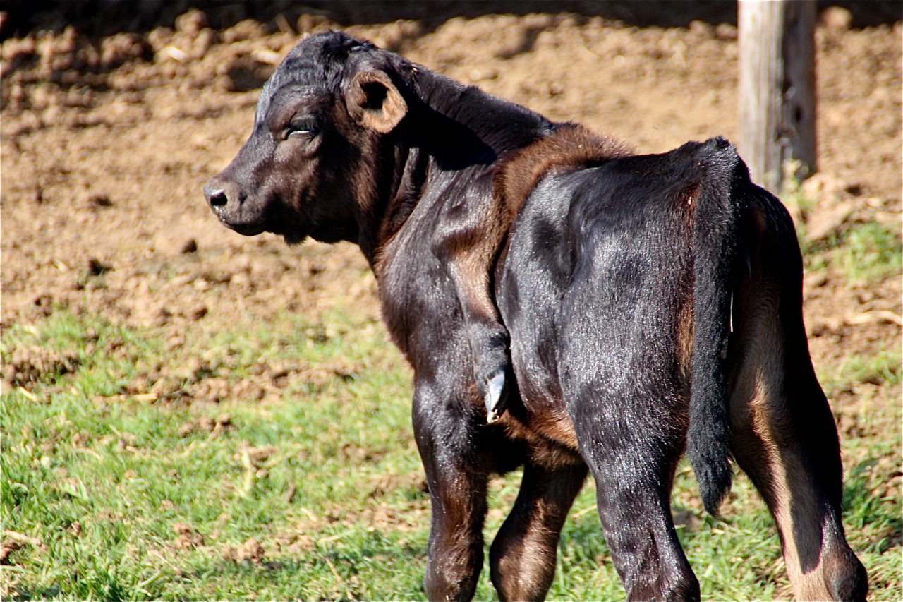Brenham-area calf recovering well from surgery to remove extra leg
