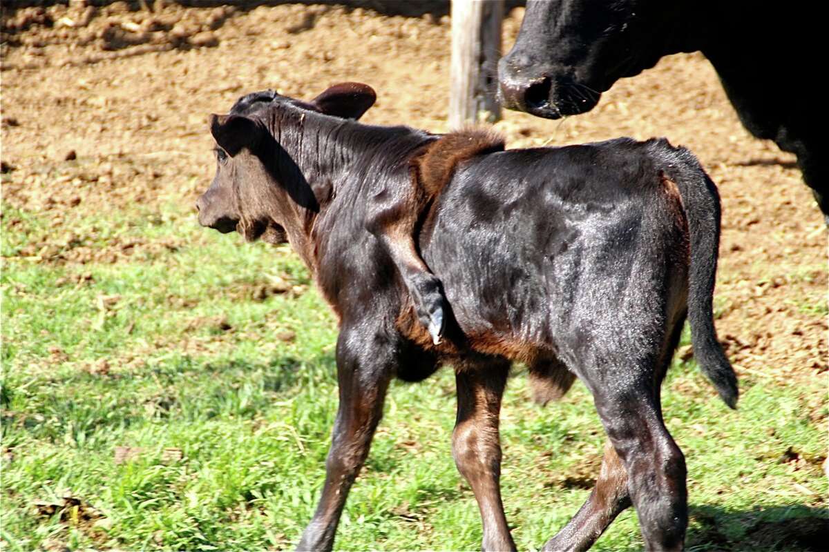 Brenham-area calf recovering well from surgery to remove extra leg