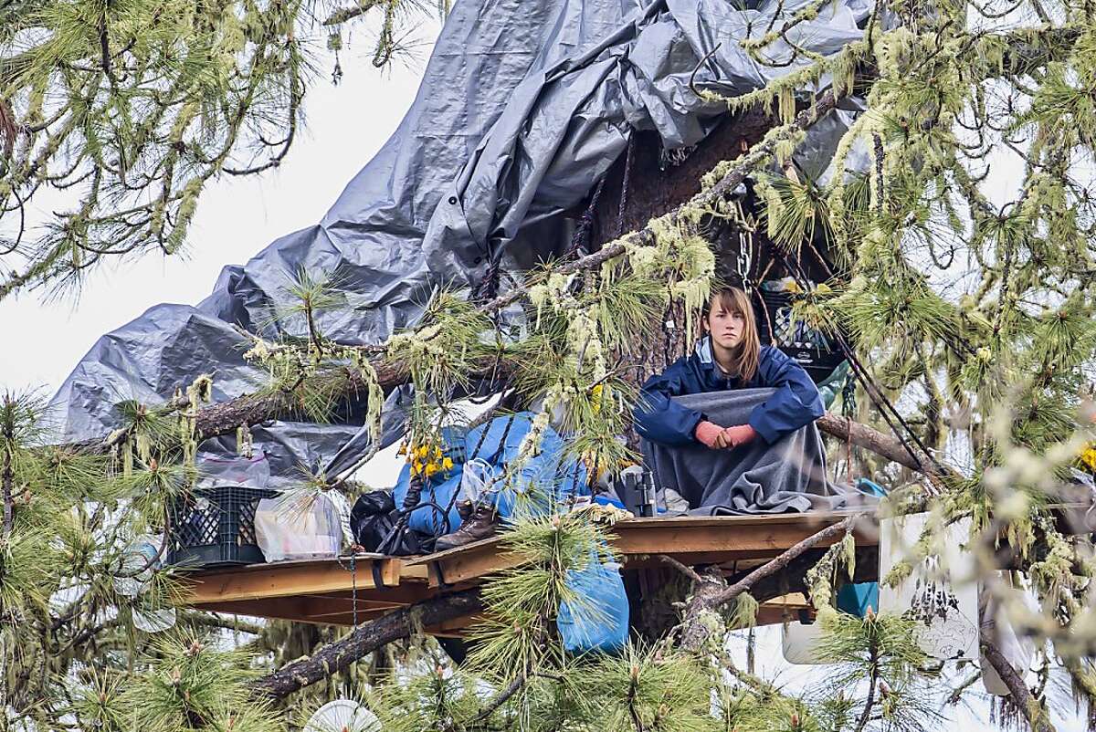Willits road protesters' trees cut down