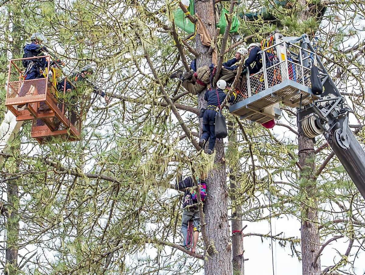 Willits road protesters' trees cut down