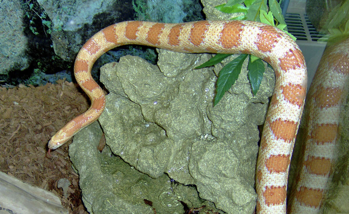 Library's pet snake dies after act of cruelty