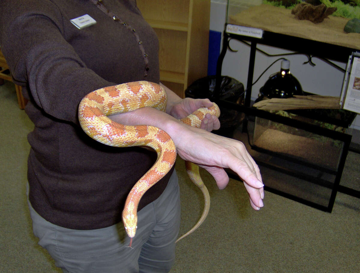 Library's pet snake dies after act of cruelty