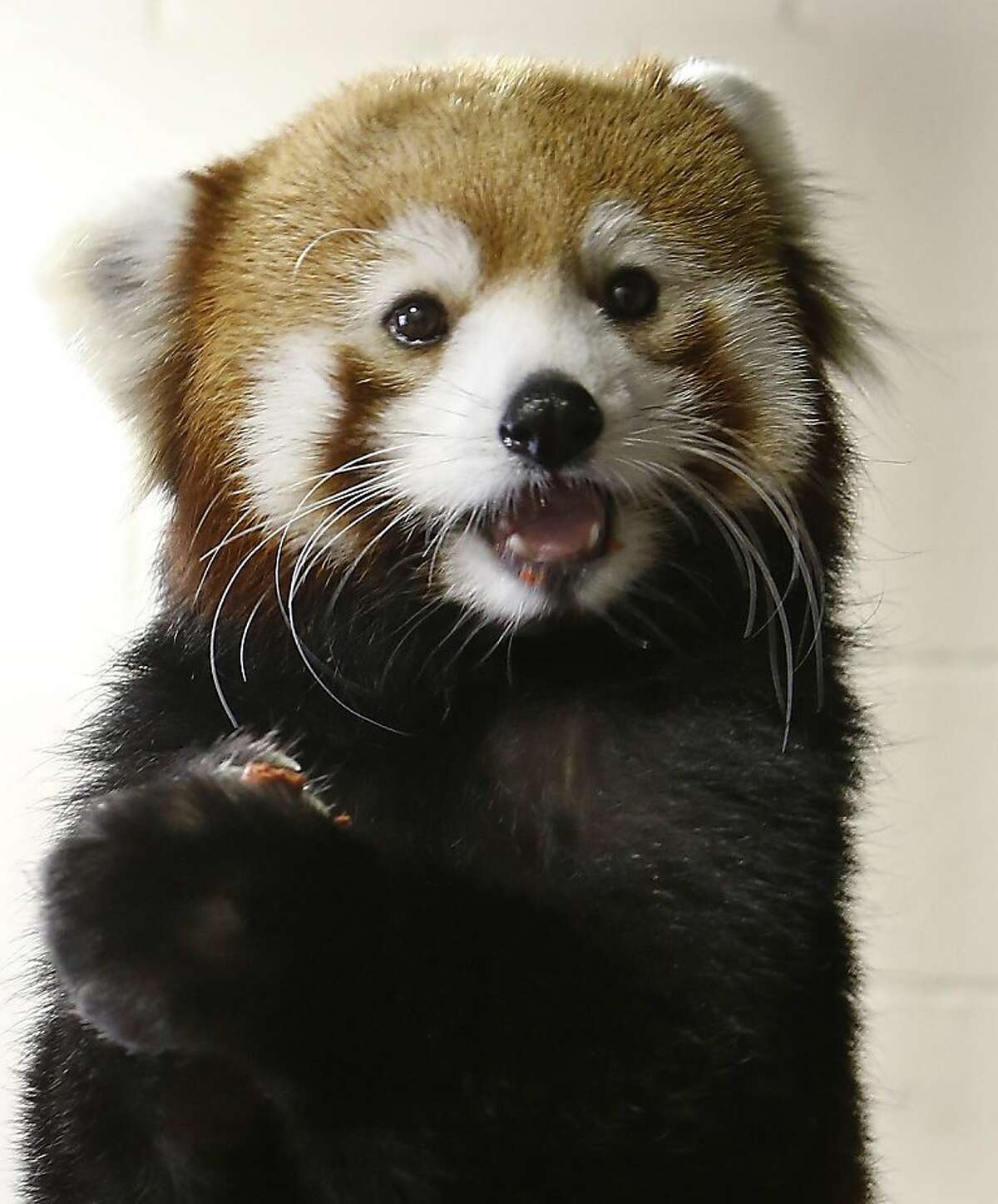 Springtime newborns at the zoo