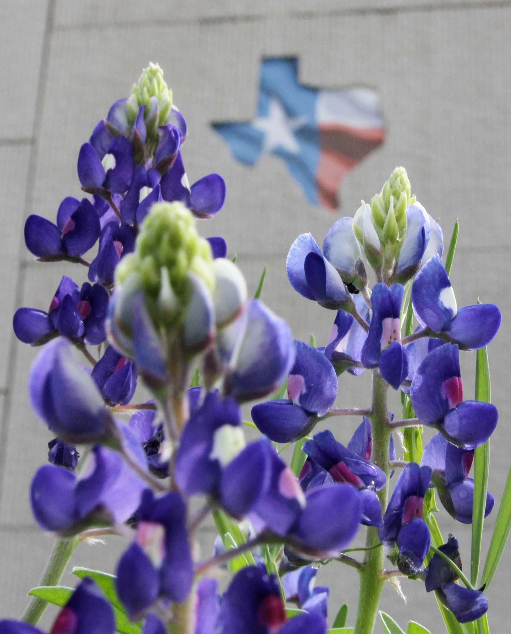 Why we love the bluebonnet