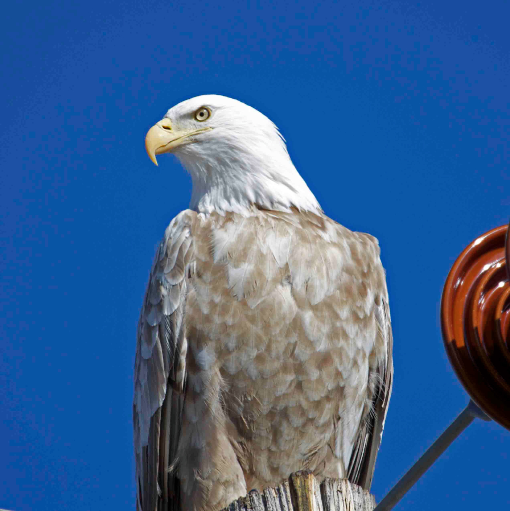 Leucistic Golden Eagle