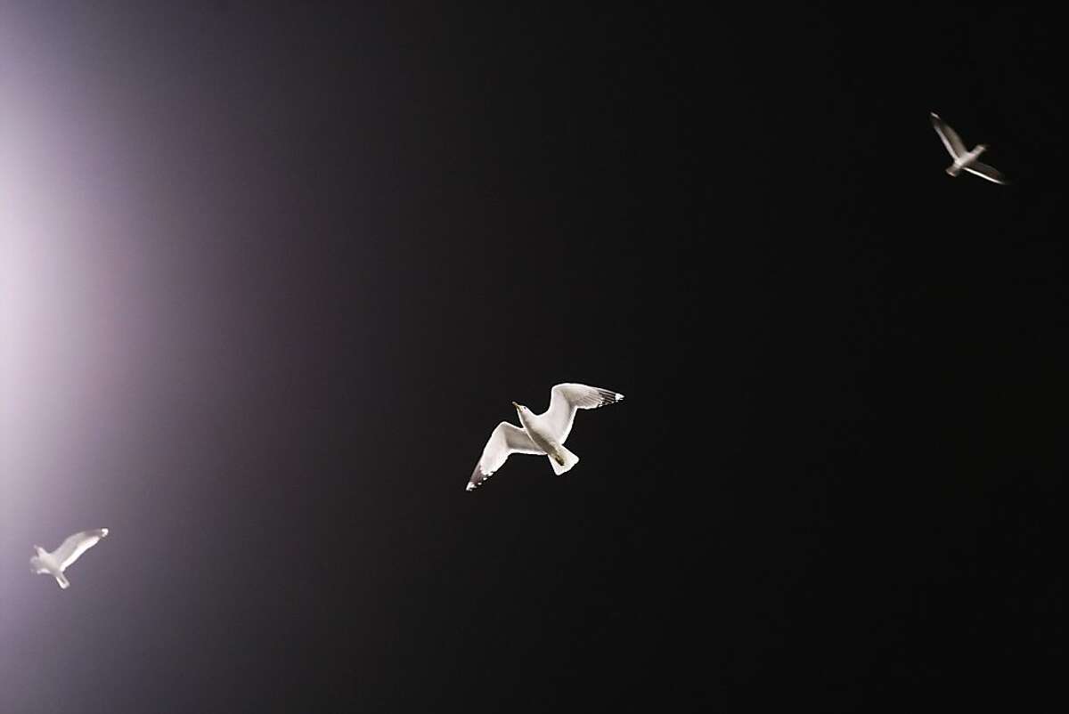 Seagulls have Giants' fans calling foul