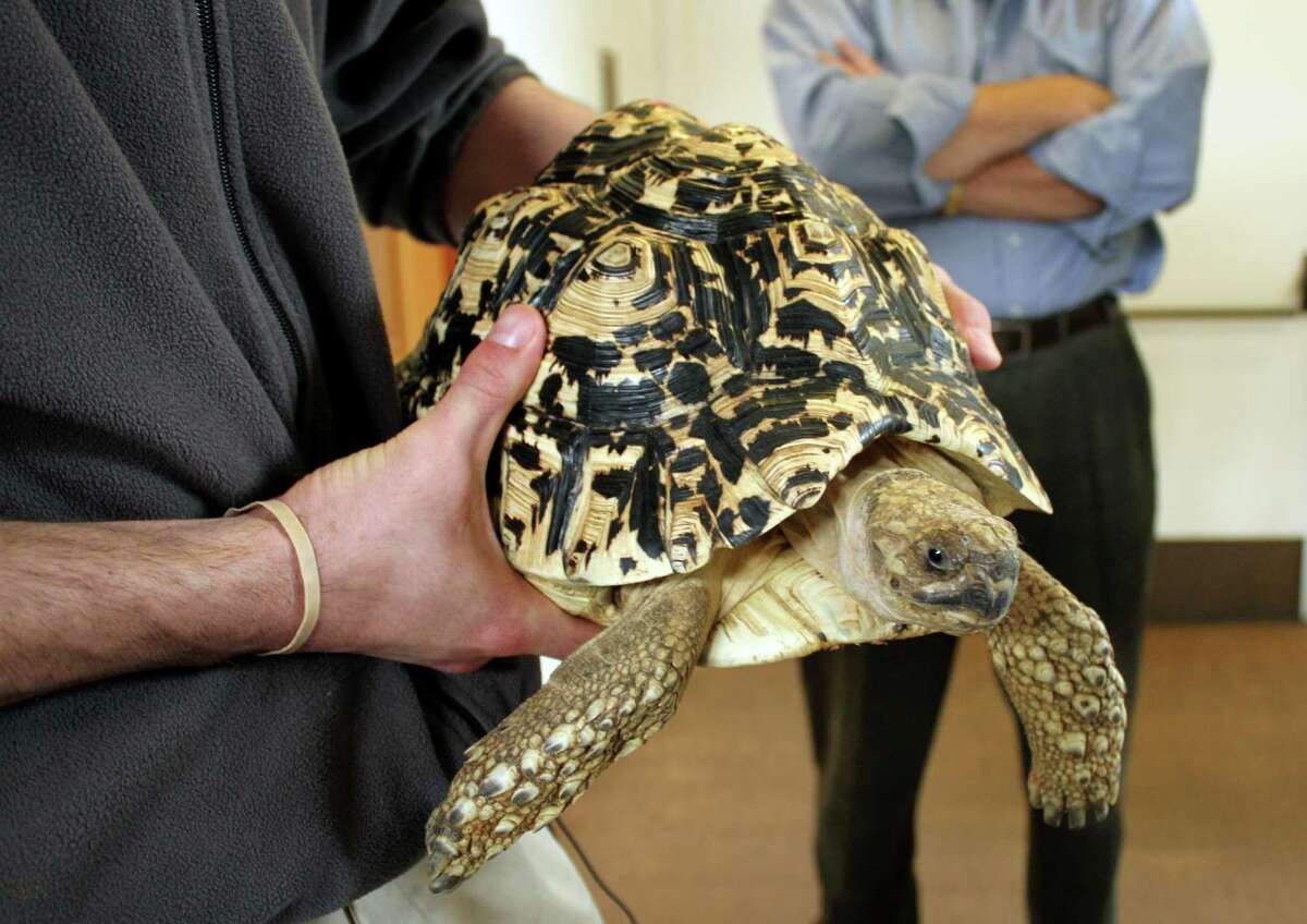 Tortoise back after big ride