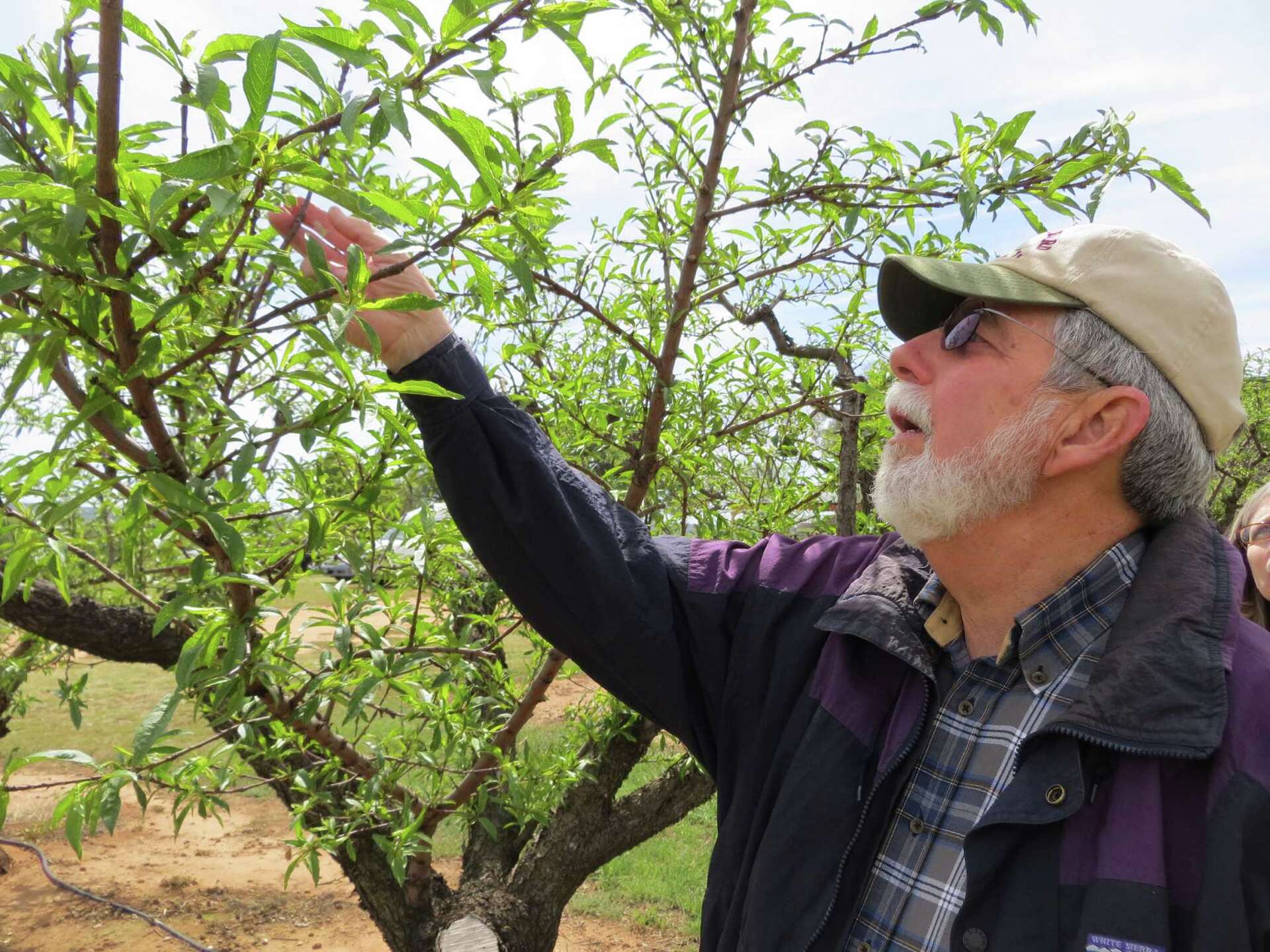 Weather may cut Texas peach crop