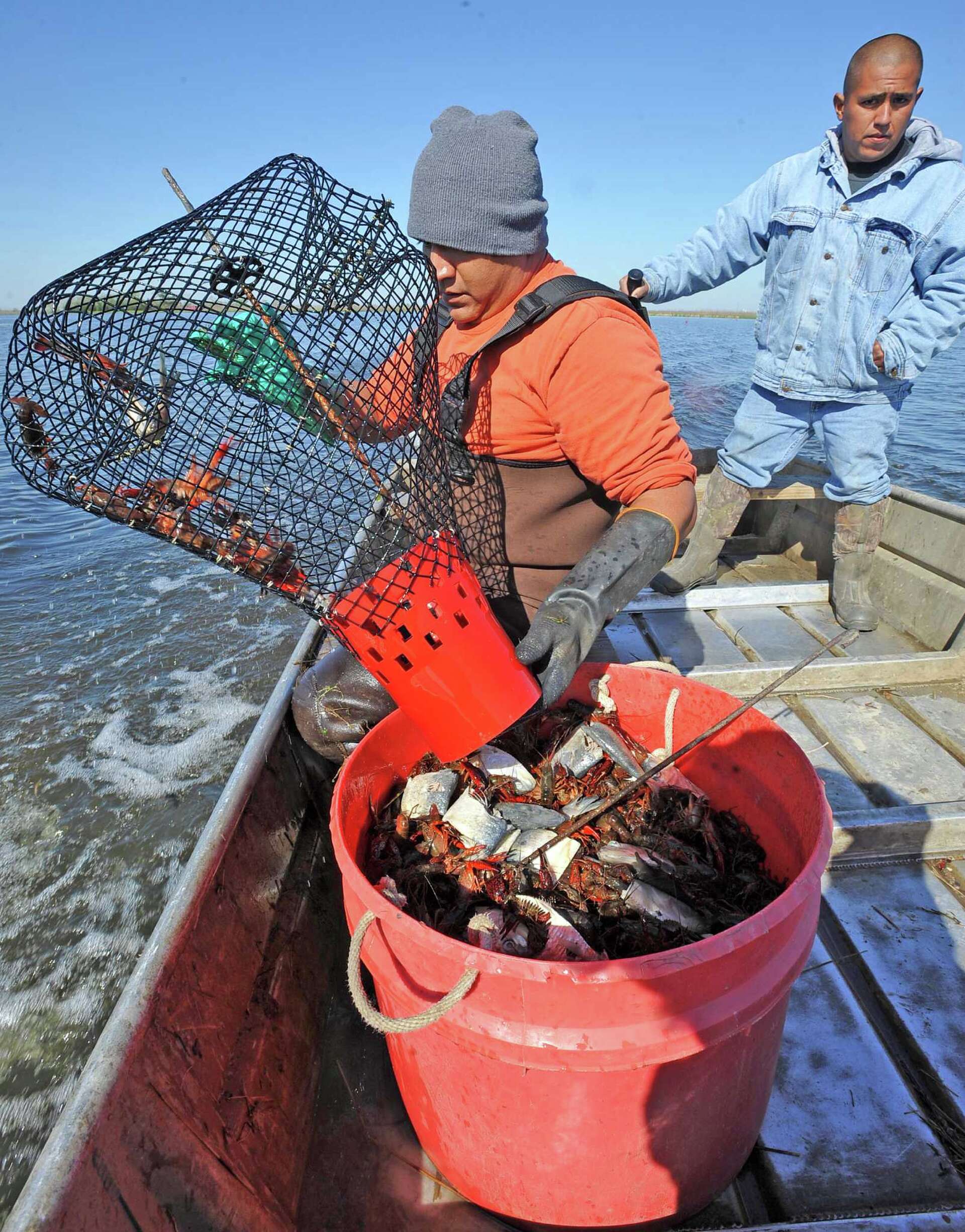 Price of crawfish brings out thieves