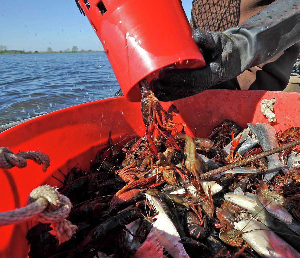 Price of crawfish brings out thieves