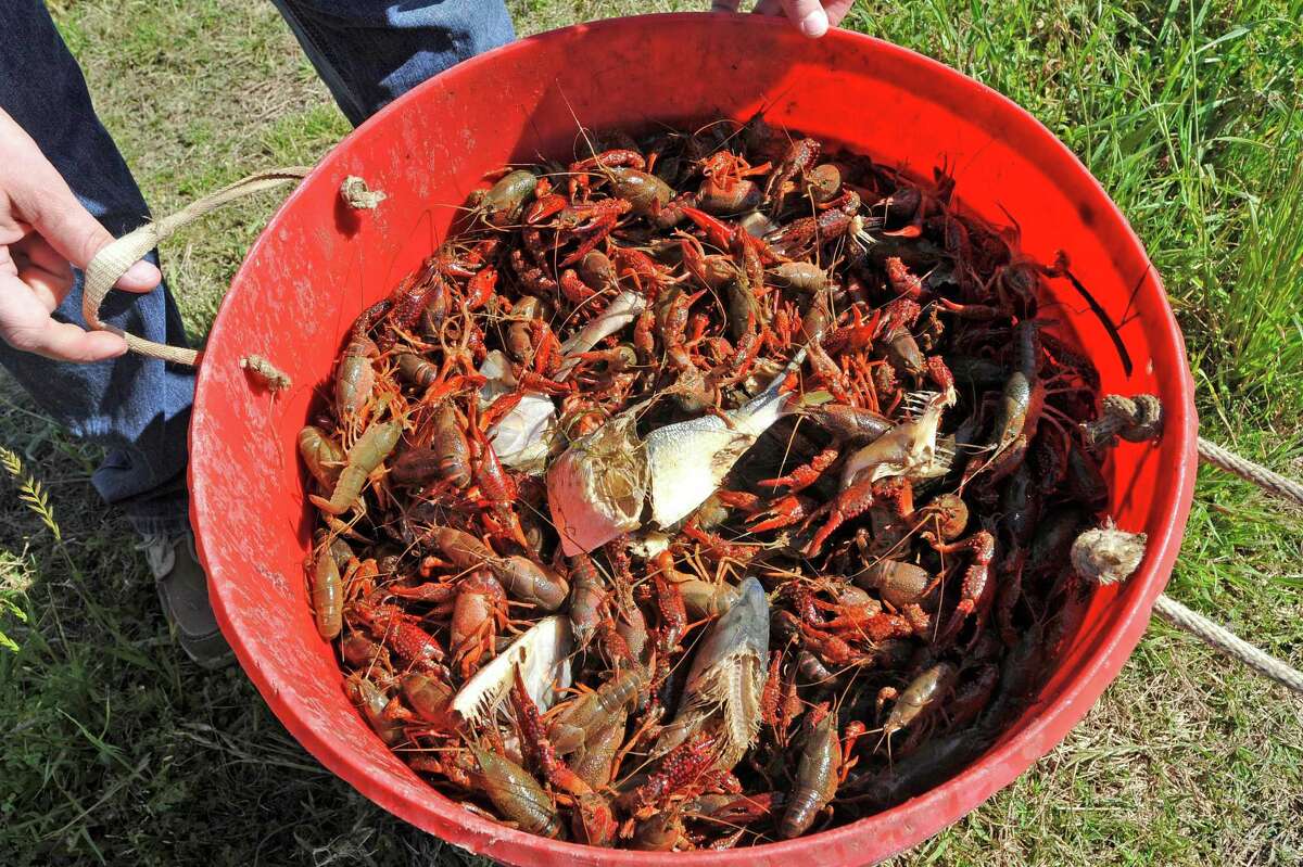 Price of crawfish brings out thieves