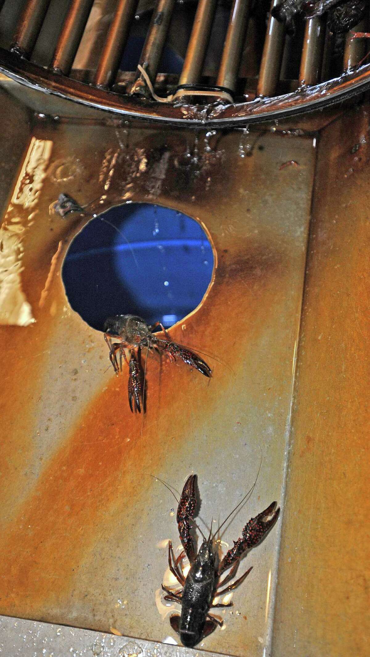 Price of crawfish brings out thieves