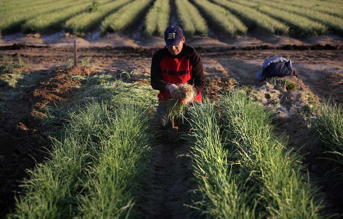 Crops won't wait for immigration politics