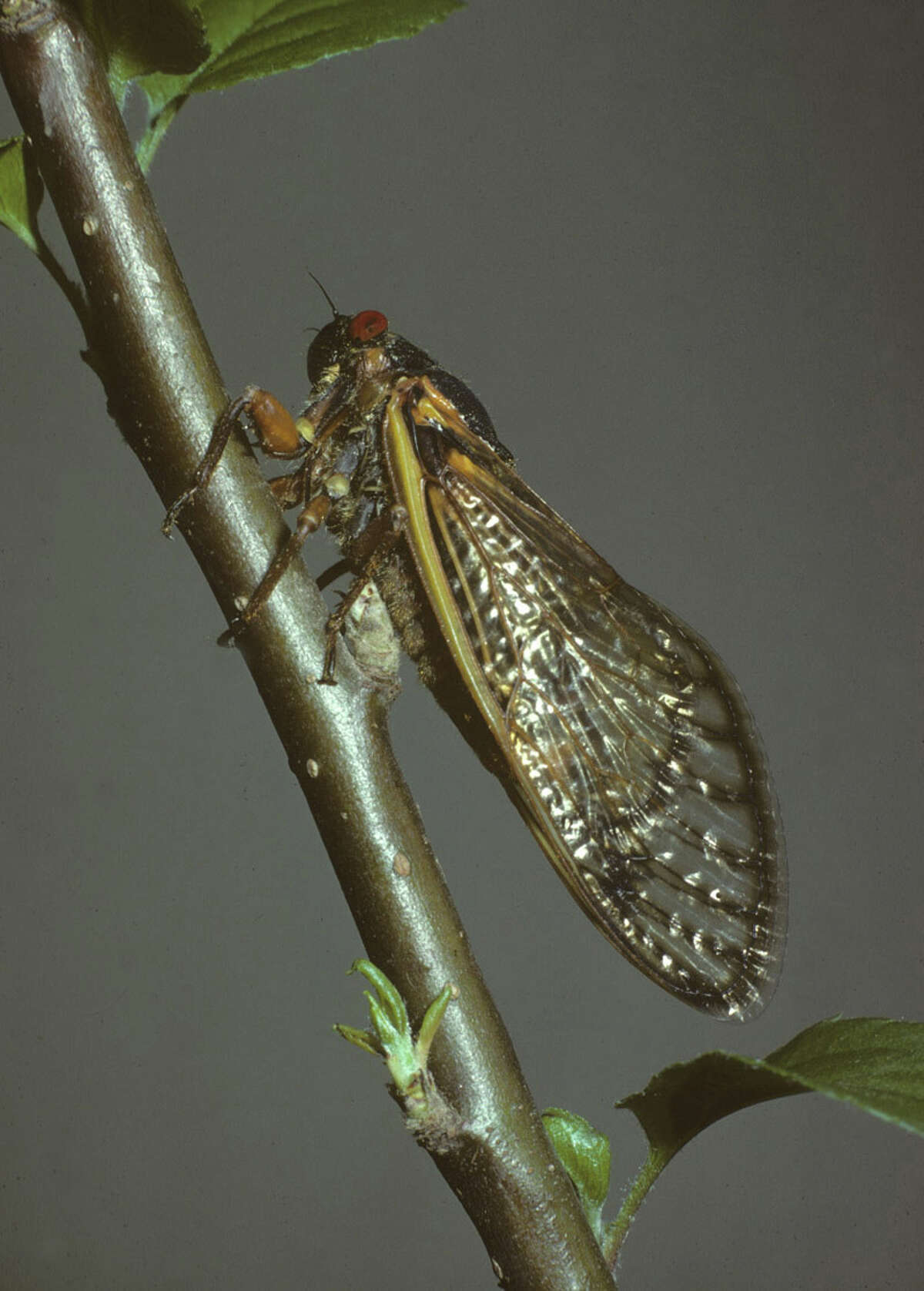 Cicadas returning after 17-year sleep