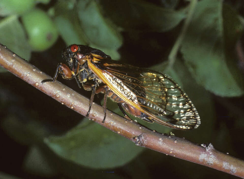 Cicadas returning after 17-year sleep
