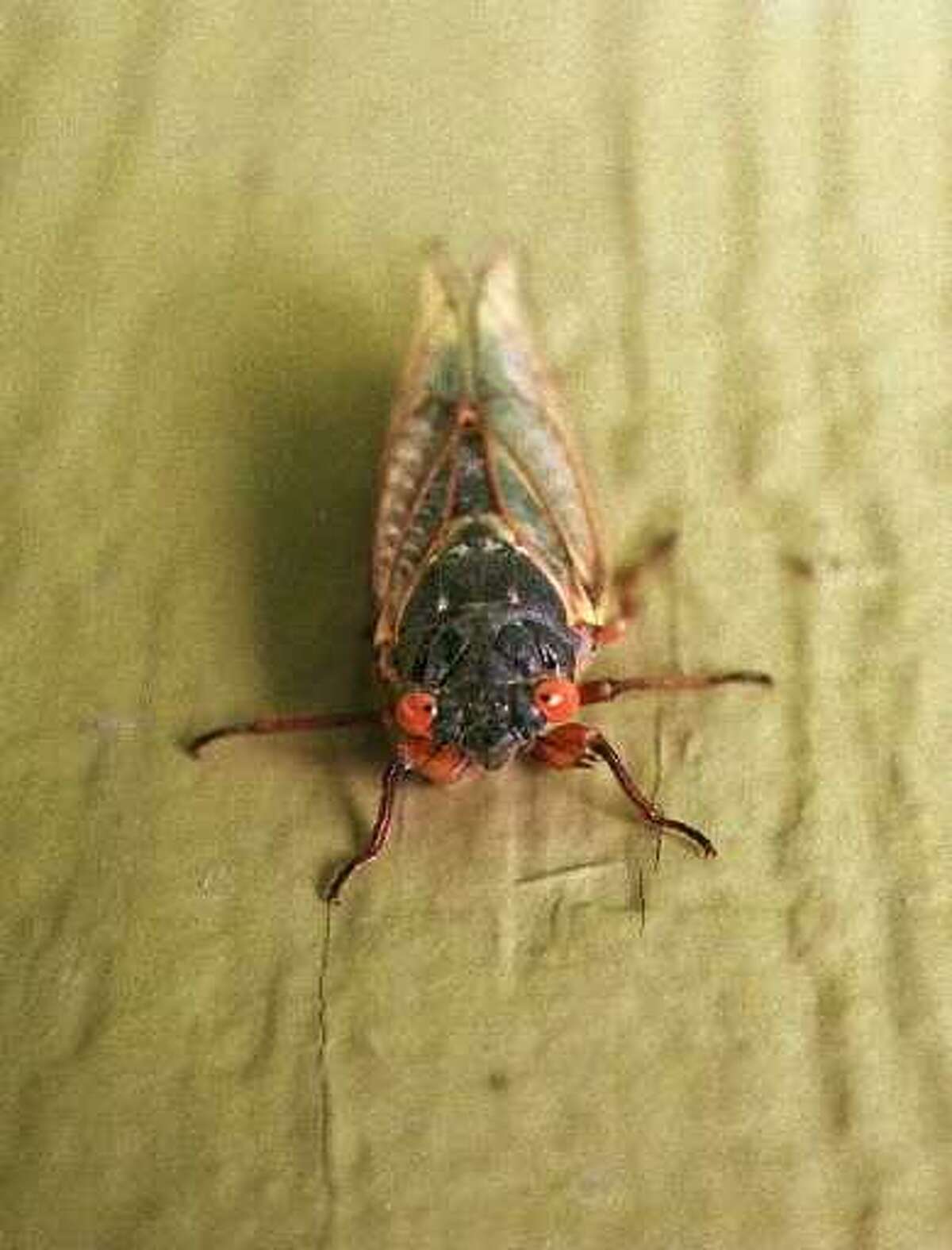 Cicadas returning after 17-year sleep