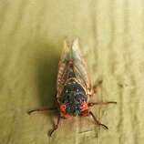 Cicadas returning after 17-year sleep - Times Union