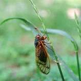 Cicadas returning after 17-year sleep - Times Union