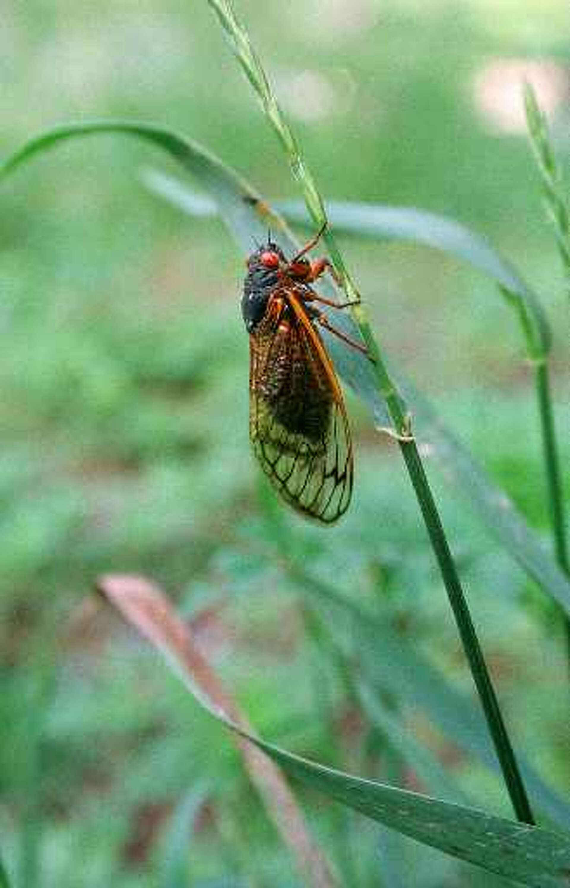 Cicadas returning after 17-year sleep