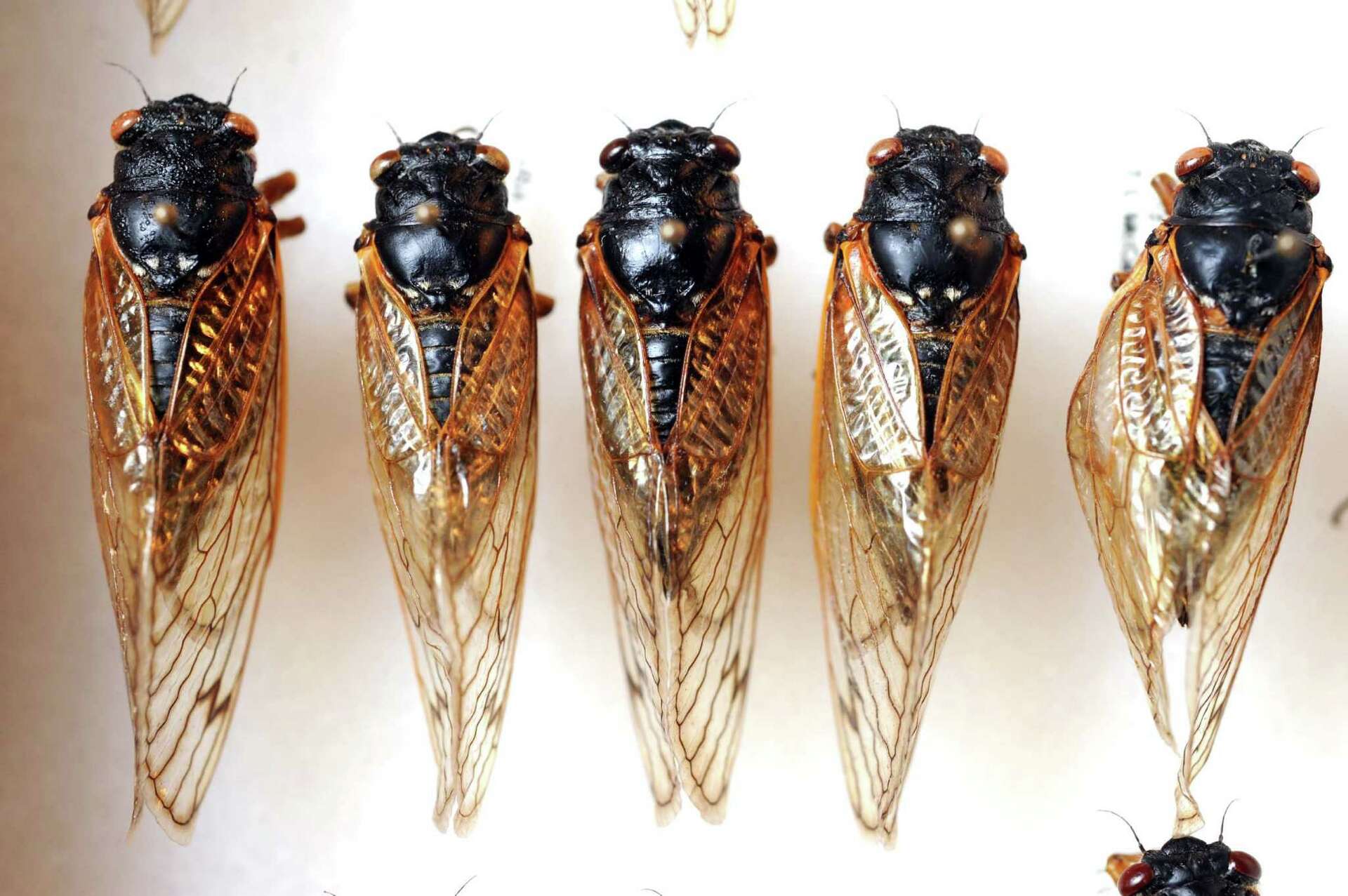 Cicadas returning after 17-year sleep