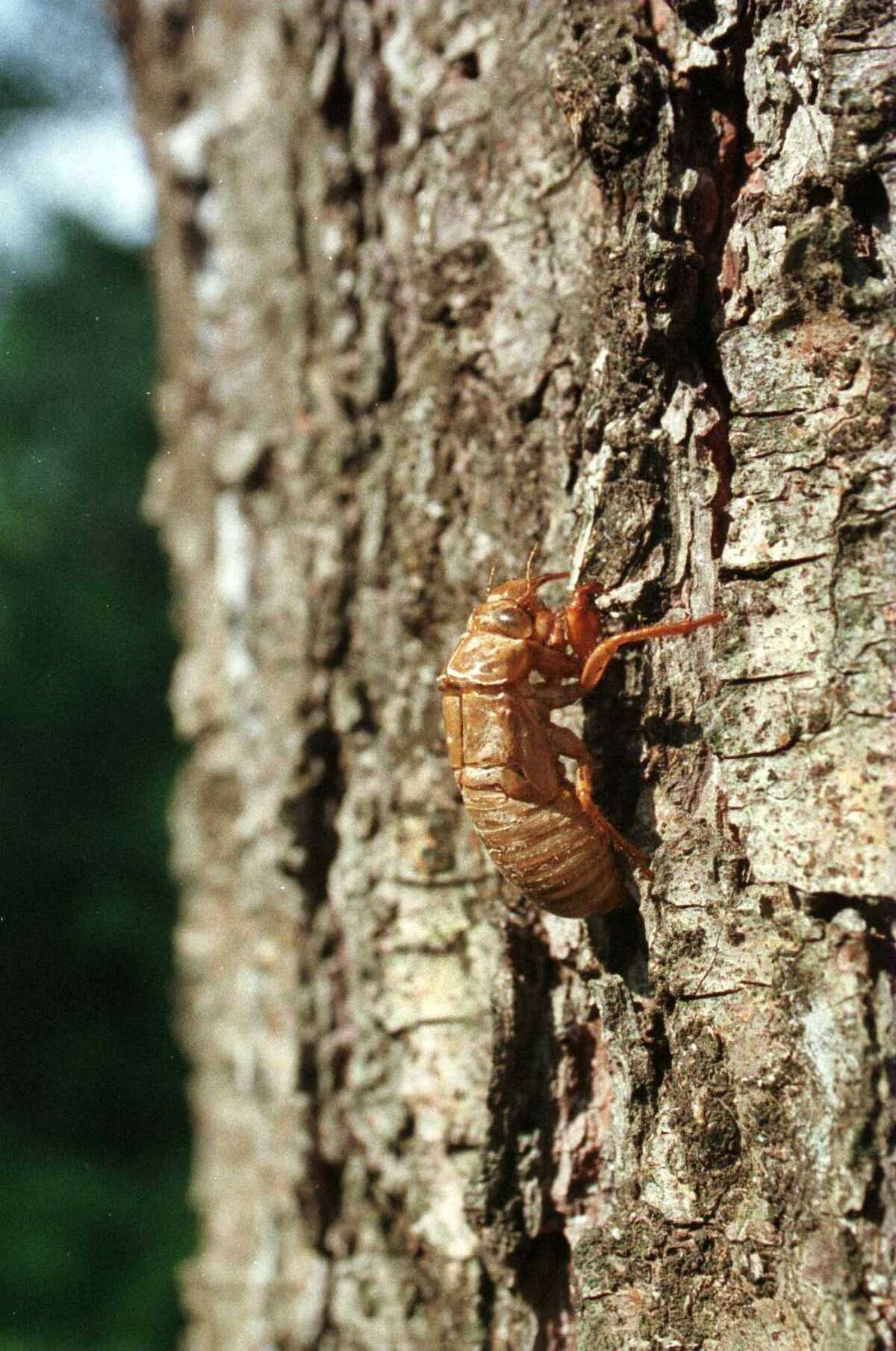 Cicadas returning after 17-year sleep