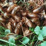 Cicadas returning after 17-year sleep - Times Union