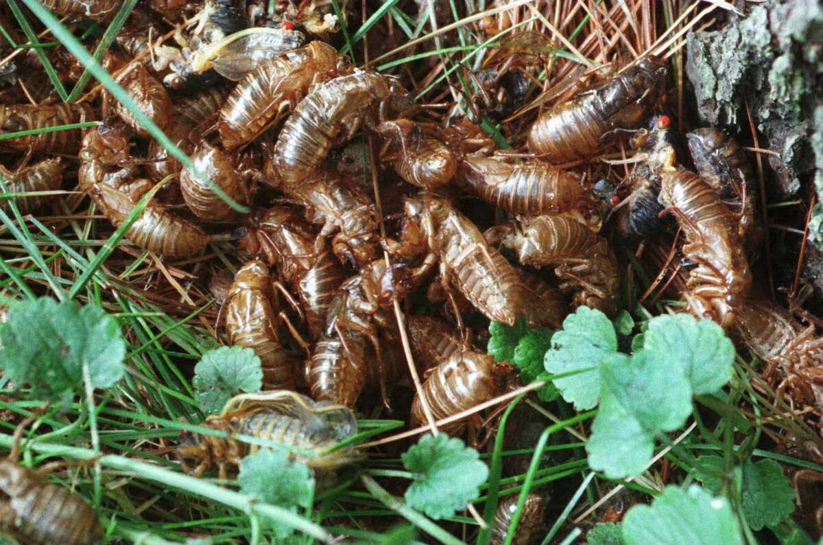Cicadas returning after 17-year sleep