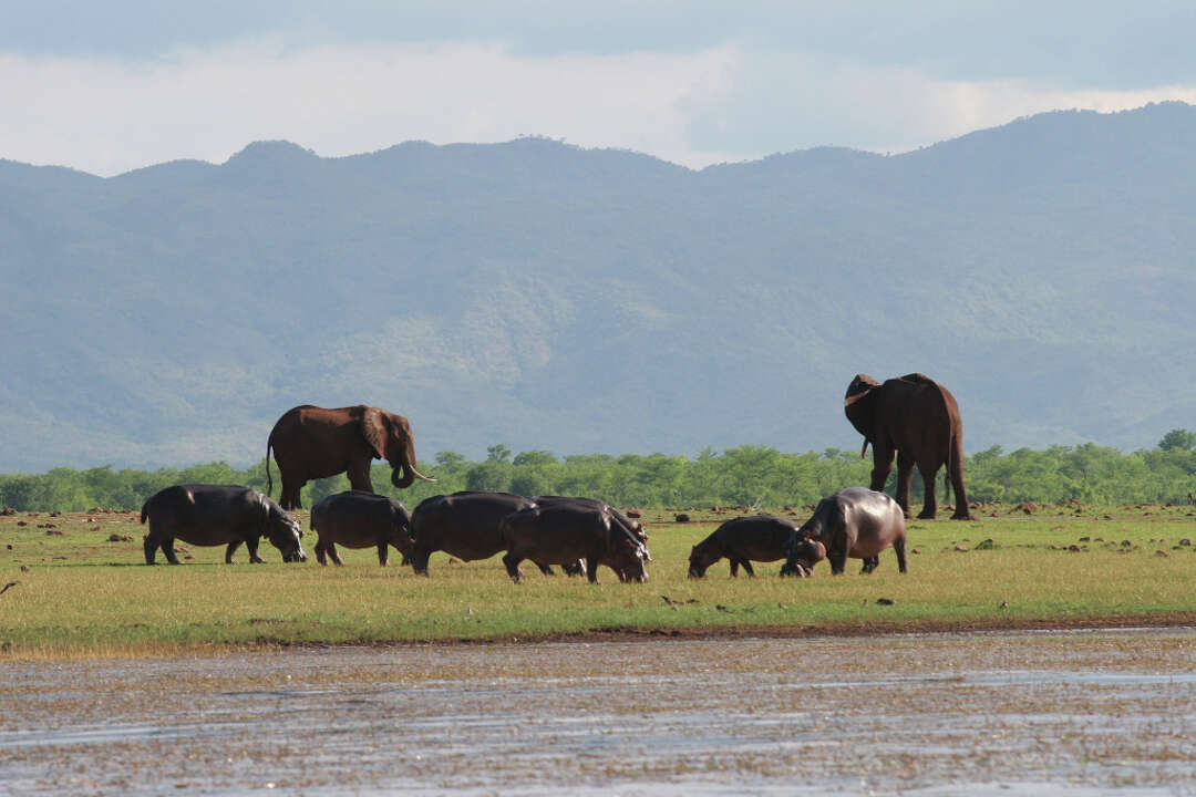 Trophy hunter shot dead while trying to bag his second lion
