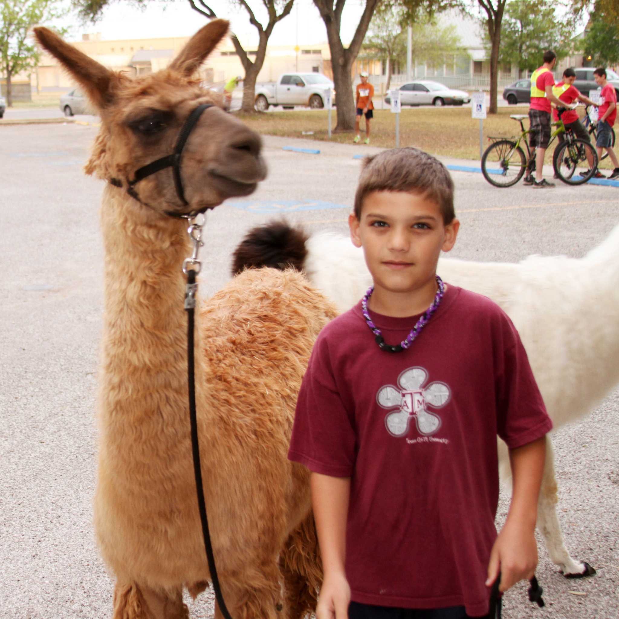 Country Scientist: Getting to know the llama