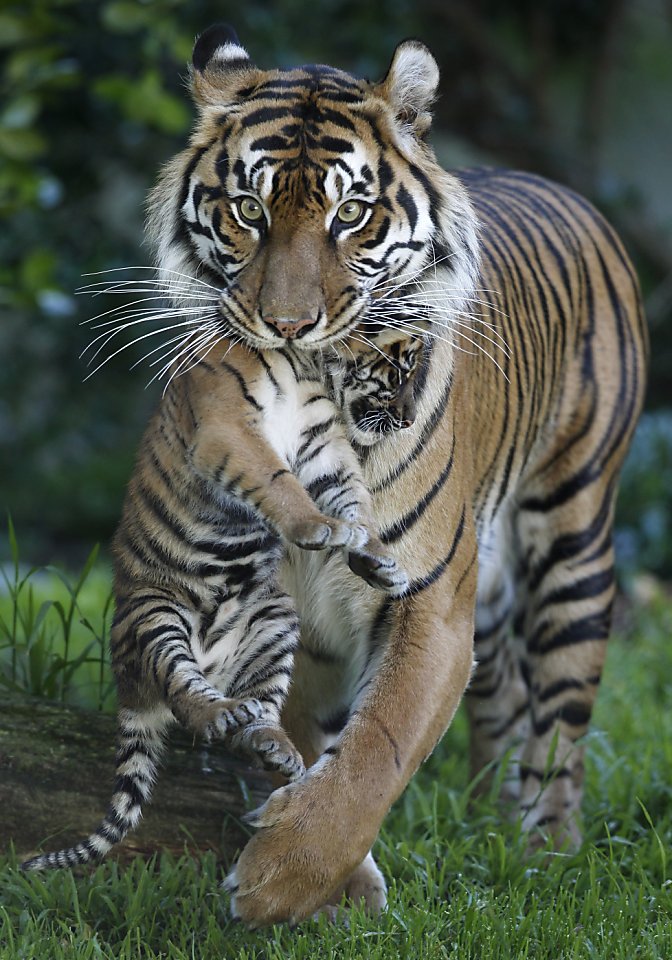 SF Zoo's tiger cub sees the world