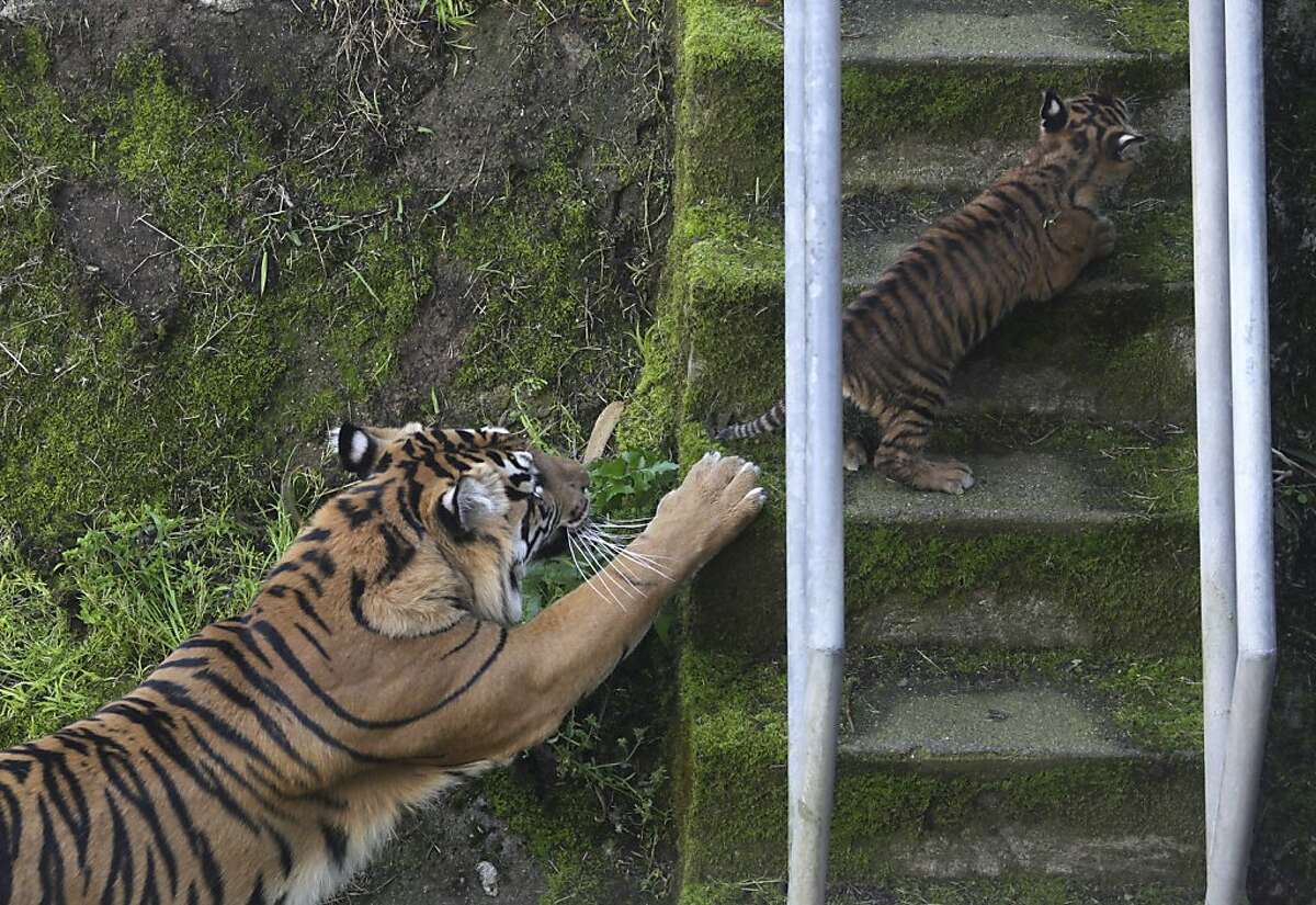SF Zoo's tiger cub sees the world