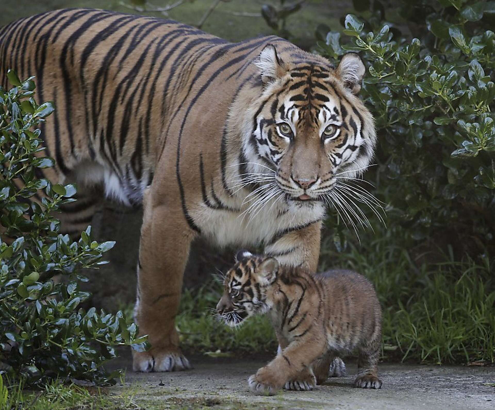 SF Zoo's tiger cub sees the world