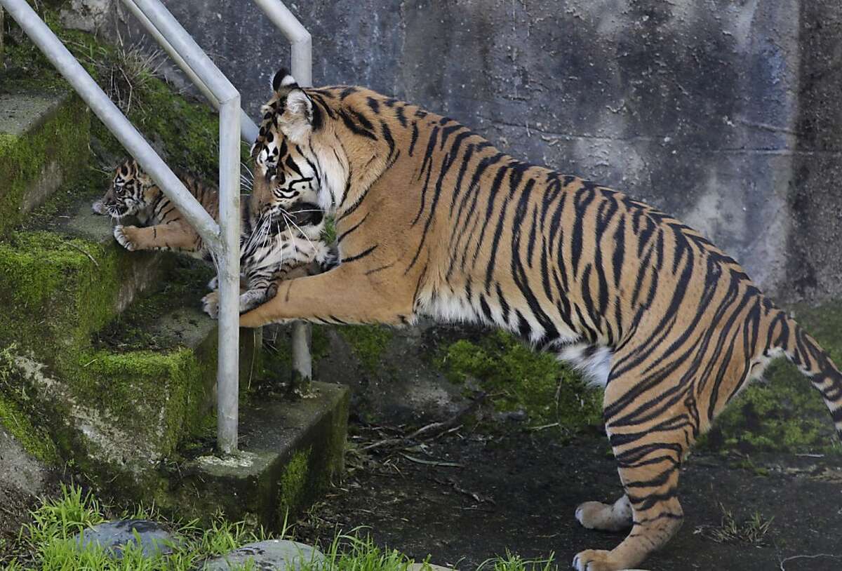 SF Zoo's tiger cub sees the world