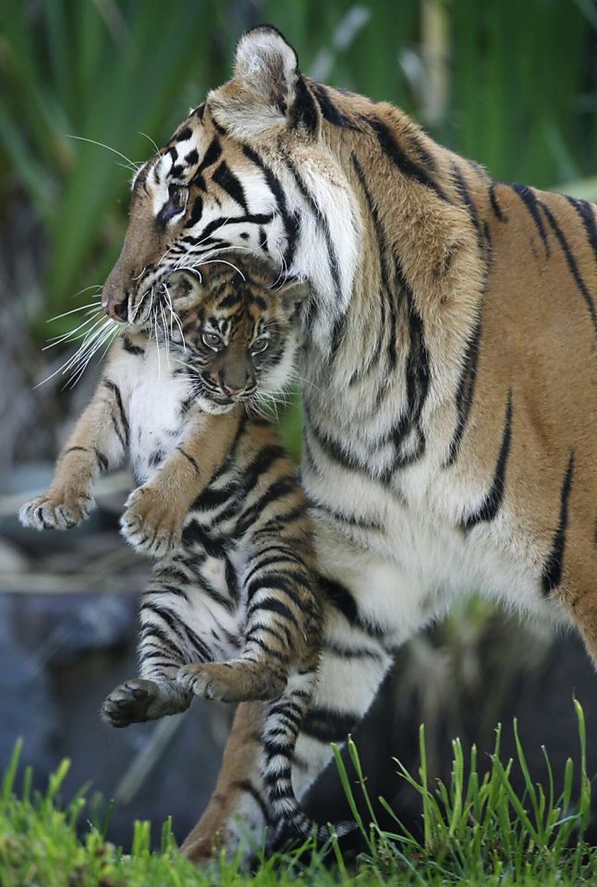 SF Zoo's tiger cub sees the world