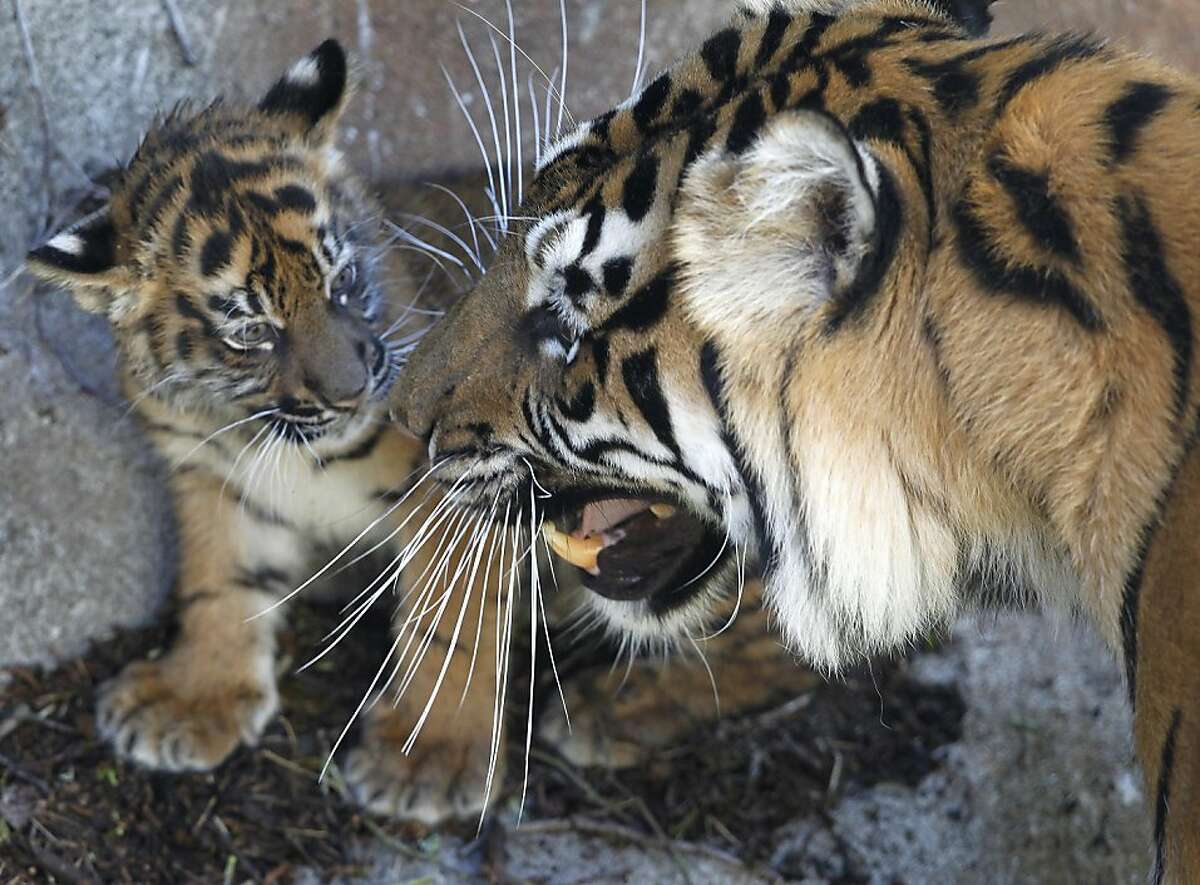 SF Zoo's tiger cub sees the world