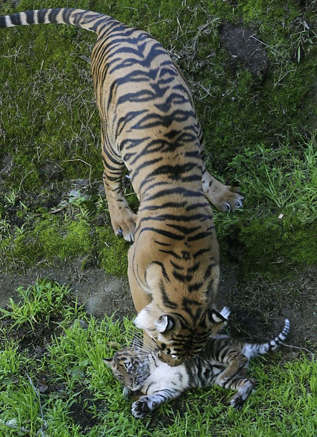 SF Zoo's tiger cub sees the world