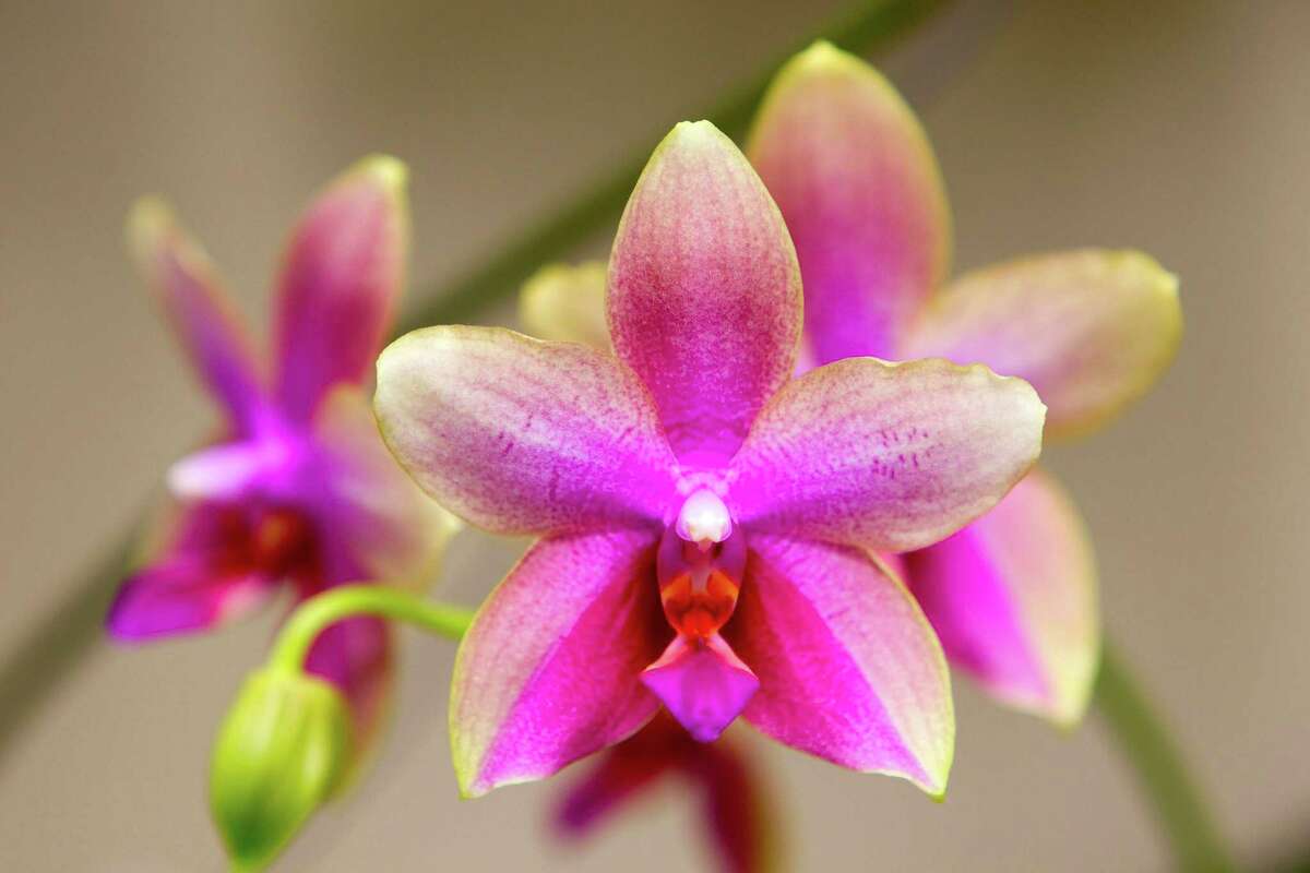 Ron Bayer's greenhouse is a showcase for blooms