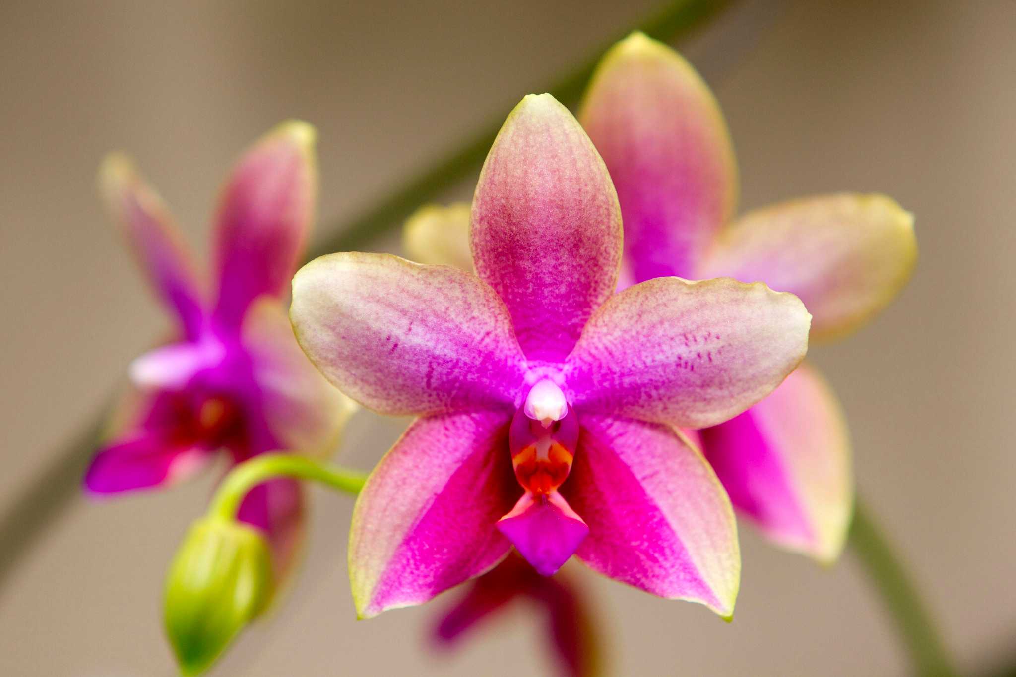 Growing orchids at home