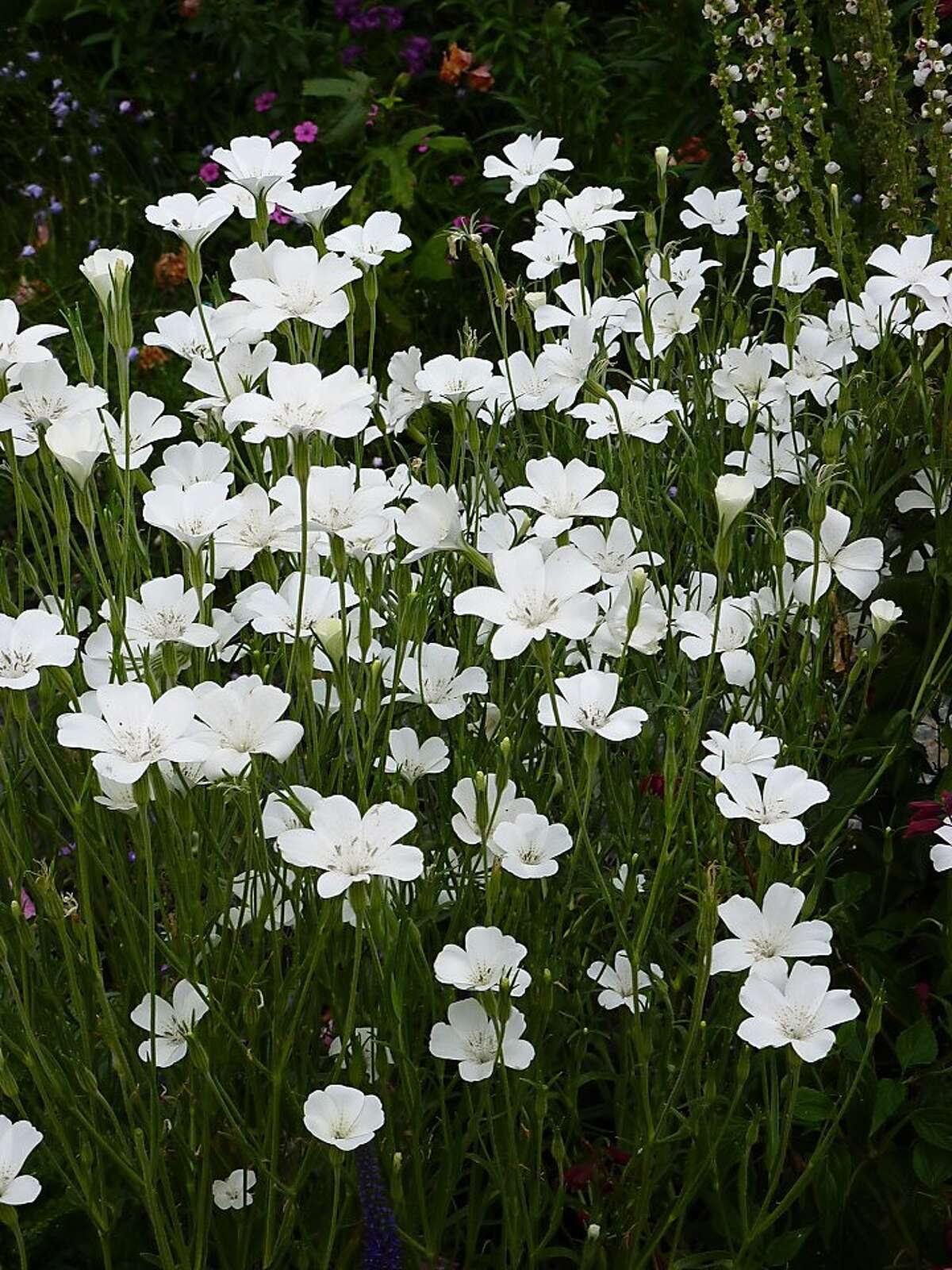 Vigorous corncockle waves hello to spring