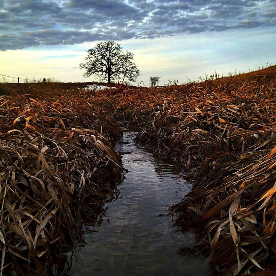 Mark Hirsch on That Tree - SFGATE