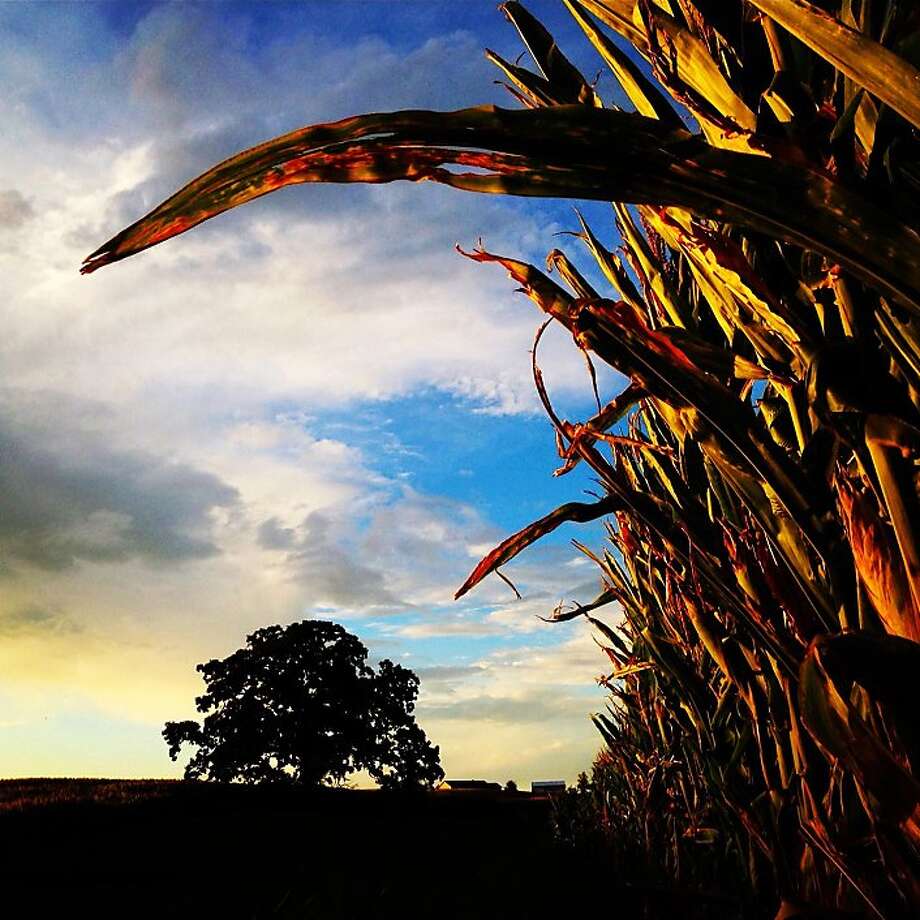 Mark Hirsch on That Tree - SFGATE