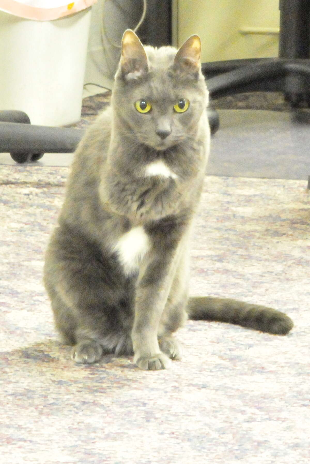 Lumberton PD boasts three-legged top cat