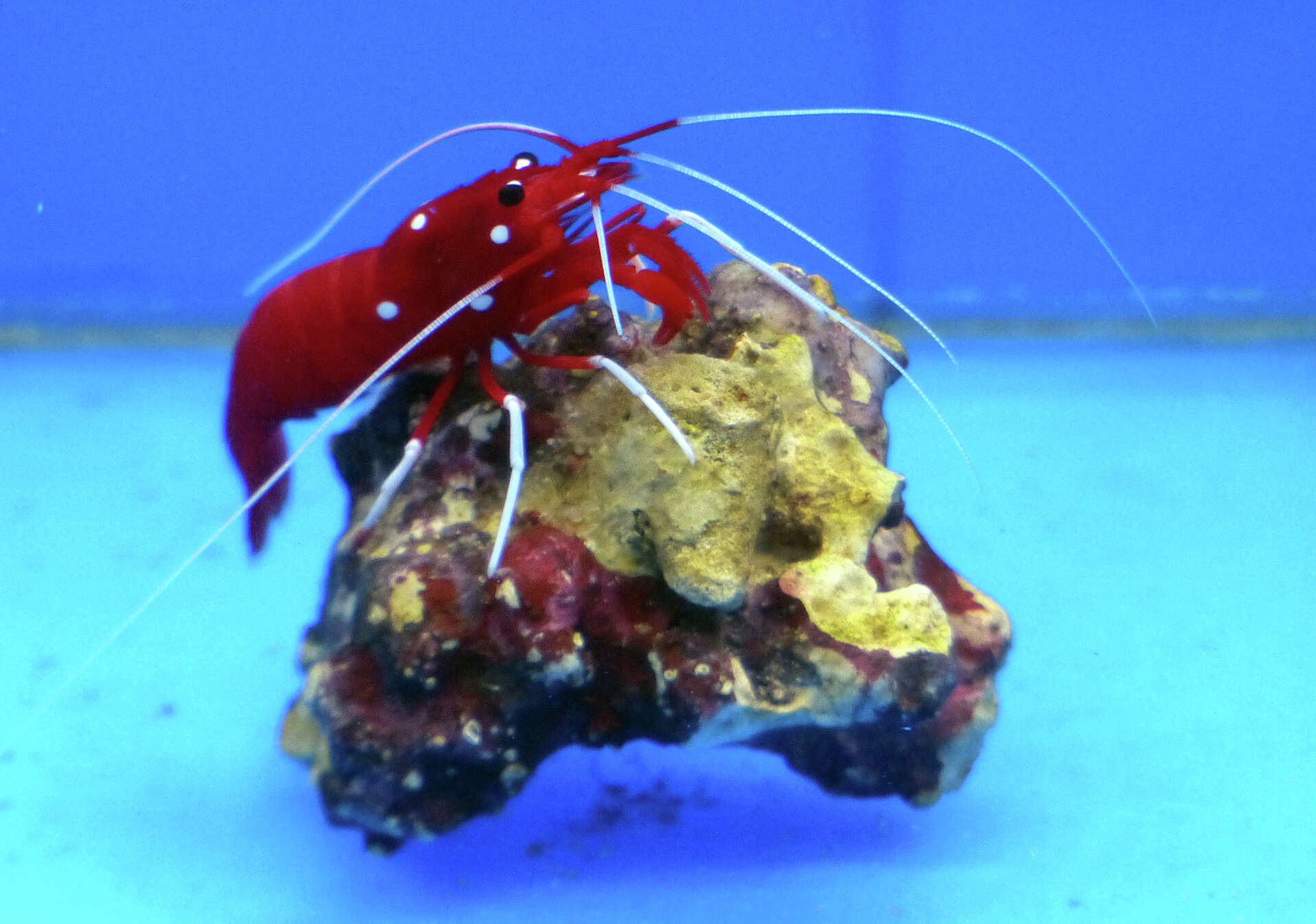 "Reefers" welcome at new aquarium shop in Stratford
