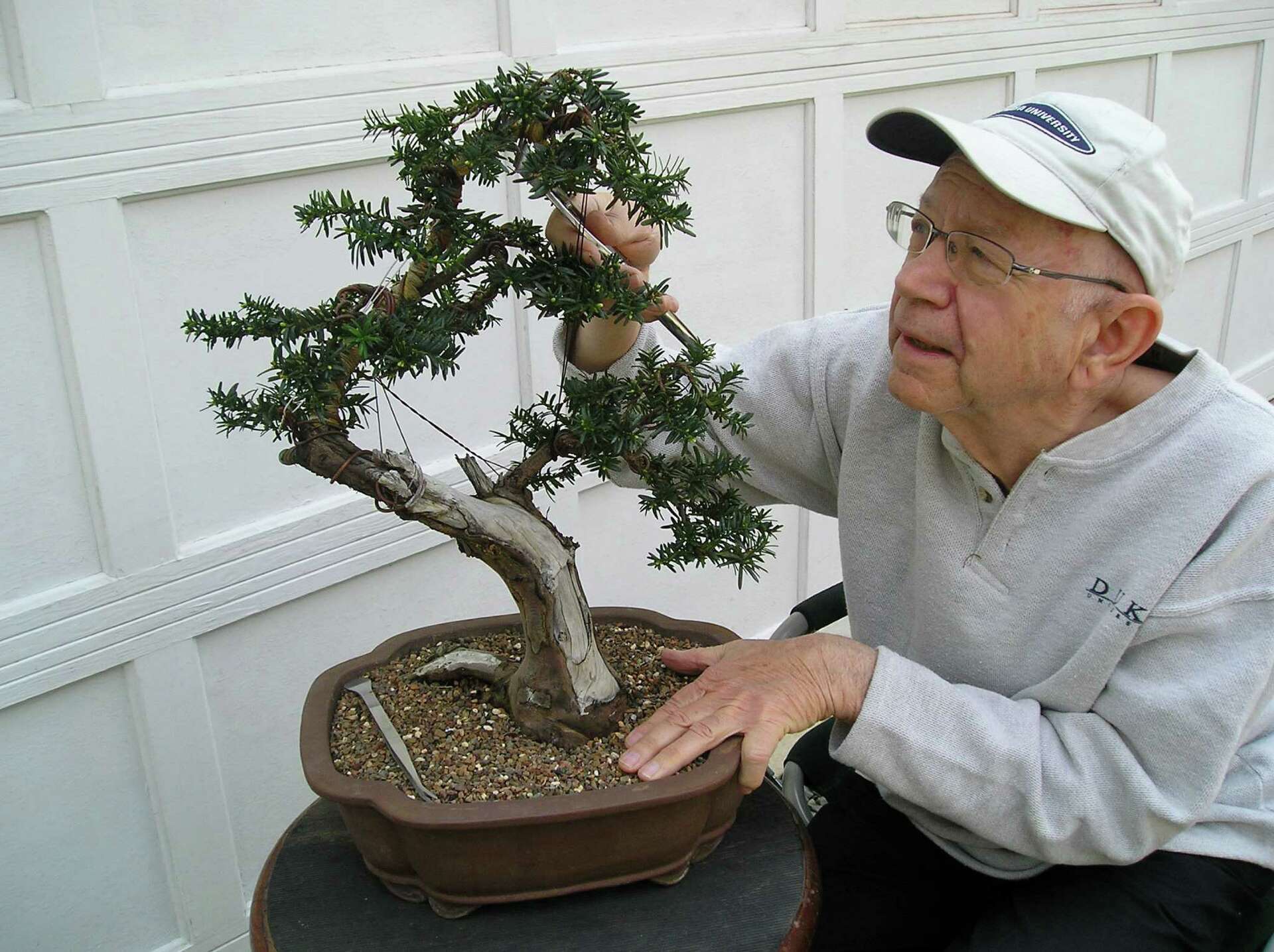 Story trees: Bonsai art on view at Stamford Museum