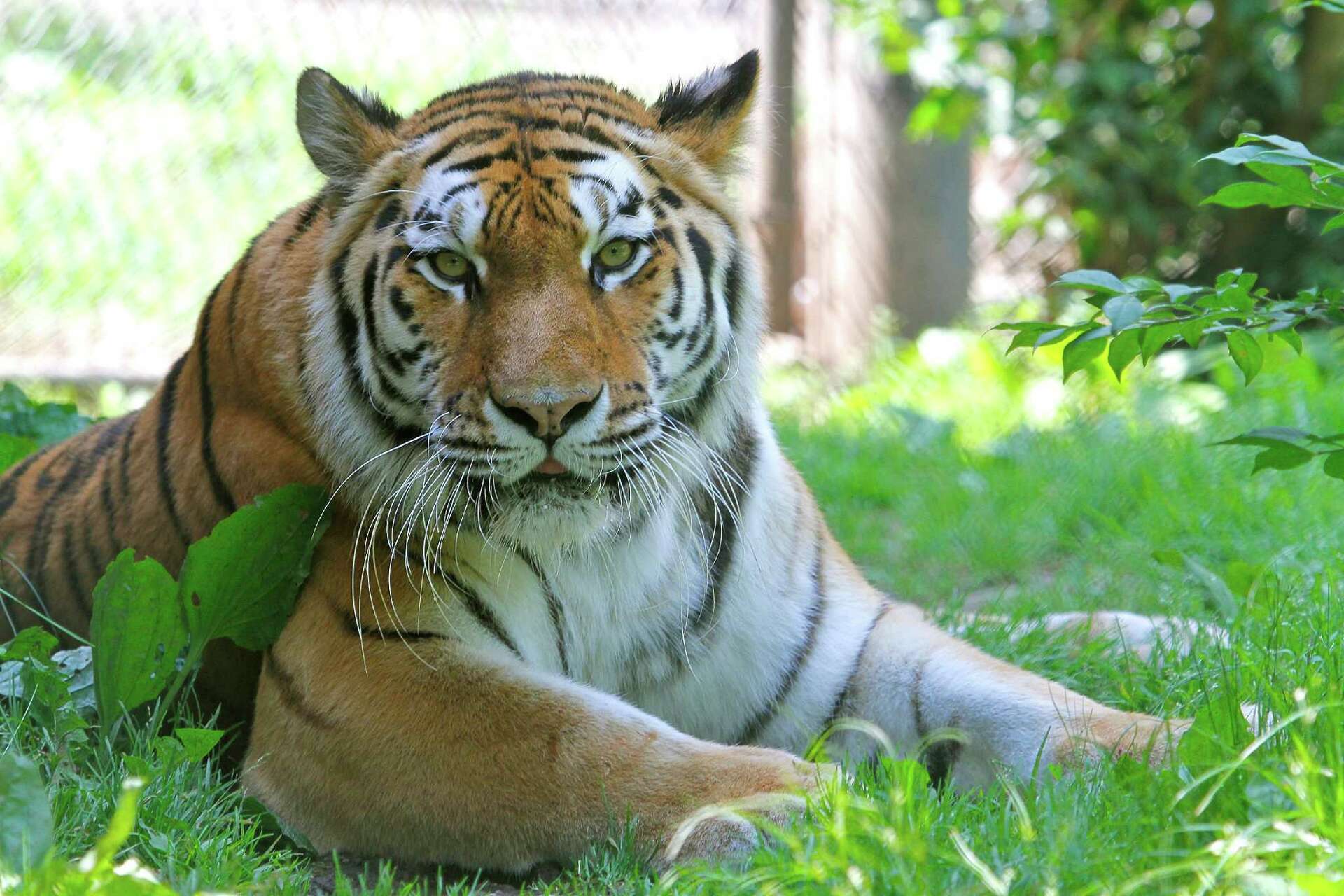 Spring activities gear up at Beardsley Zoo