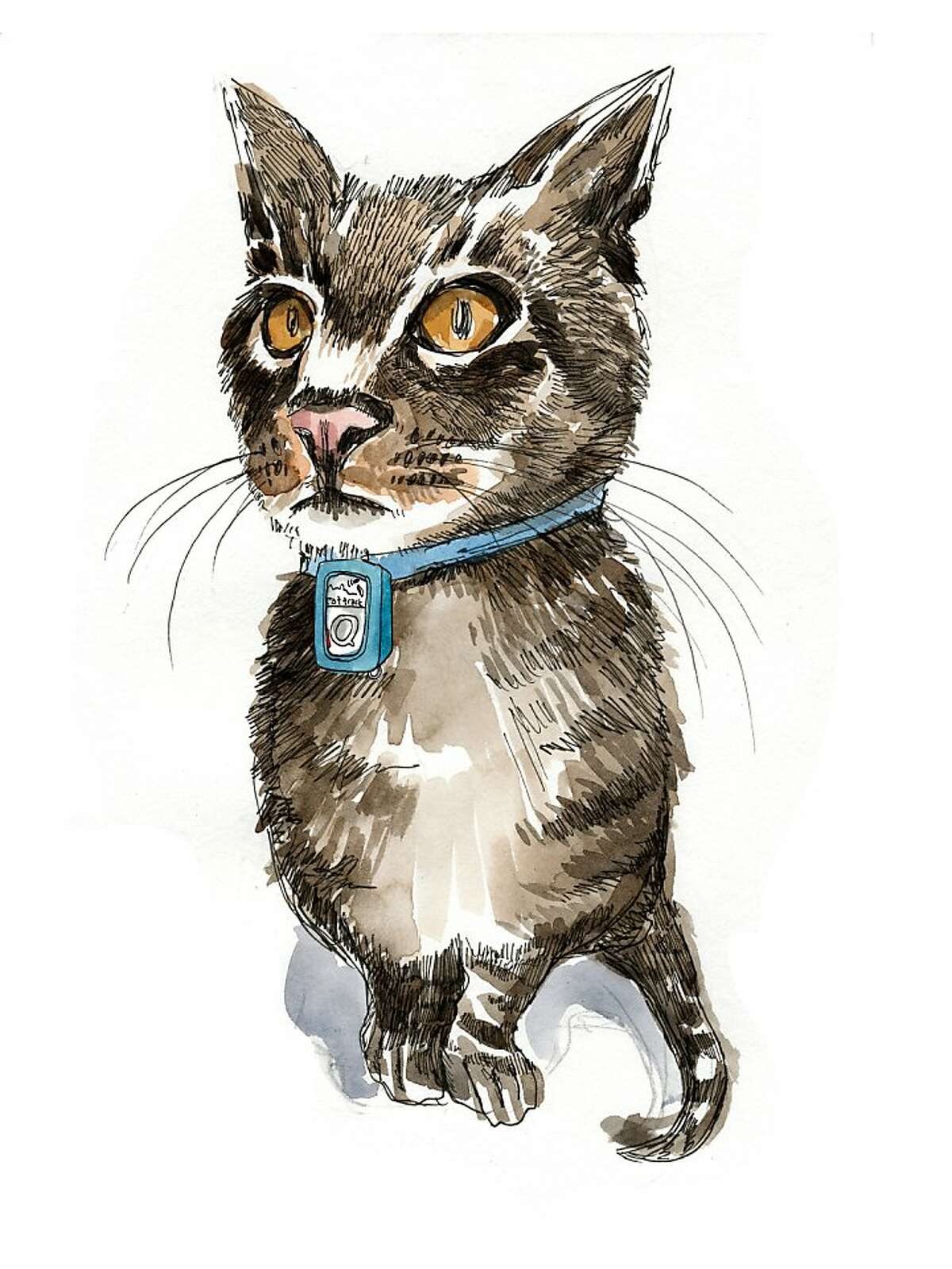 'Lost Cat,' by Caroline Paul