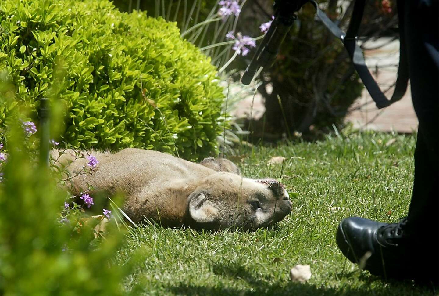 Study finds mountain lions are feasting on house pets
