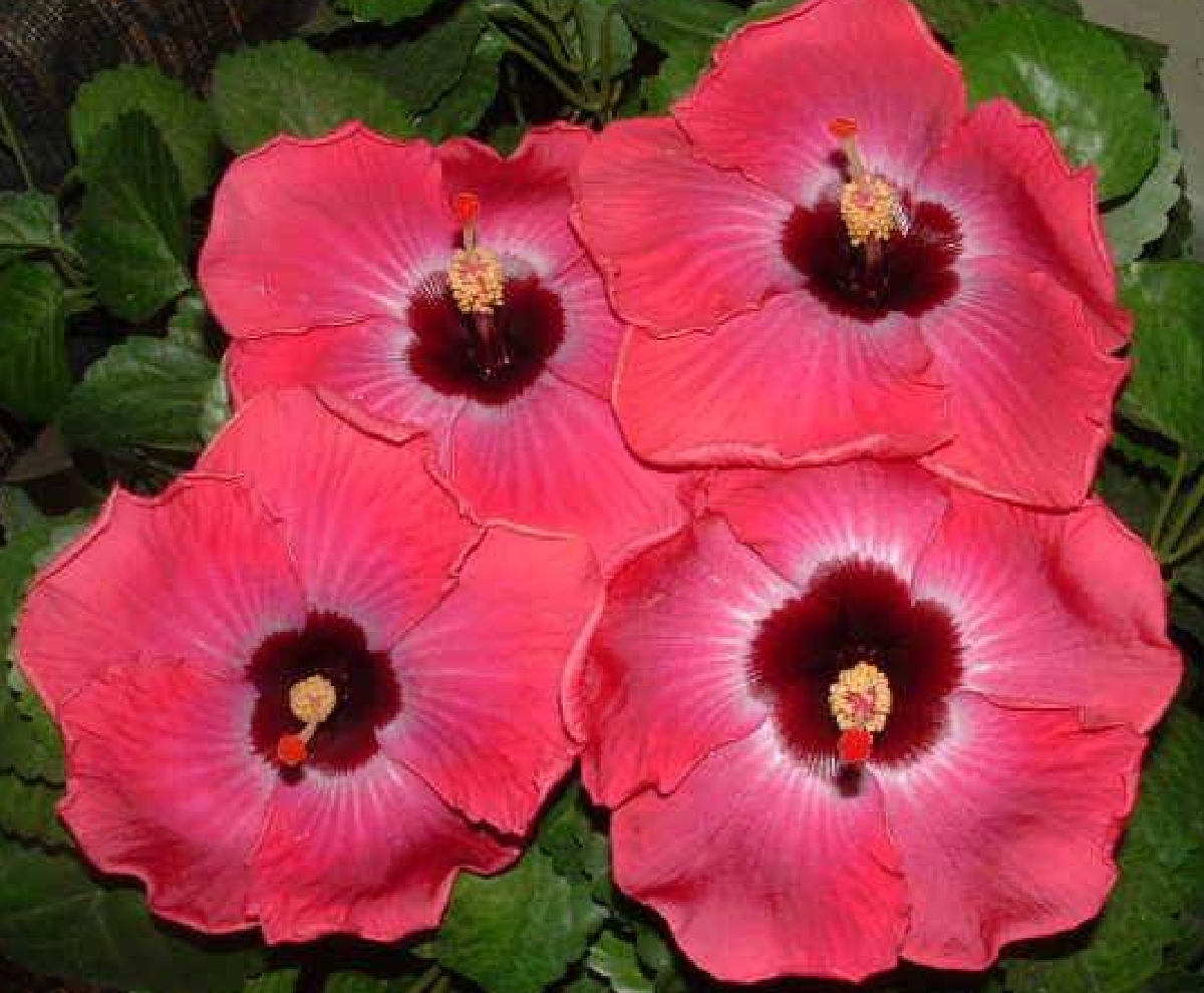 Hibiscus sales an opportunity to find new colors