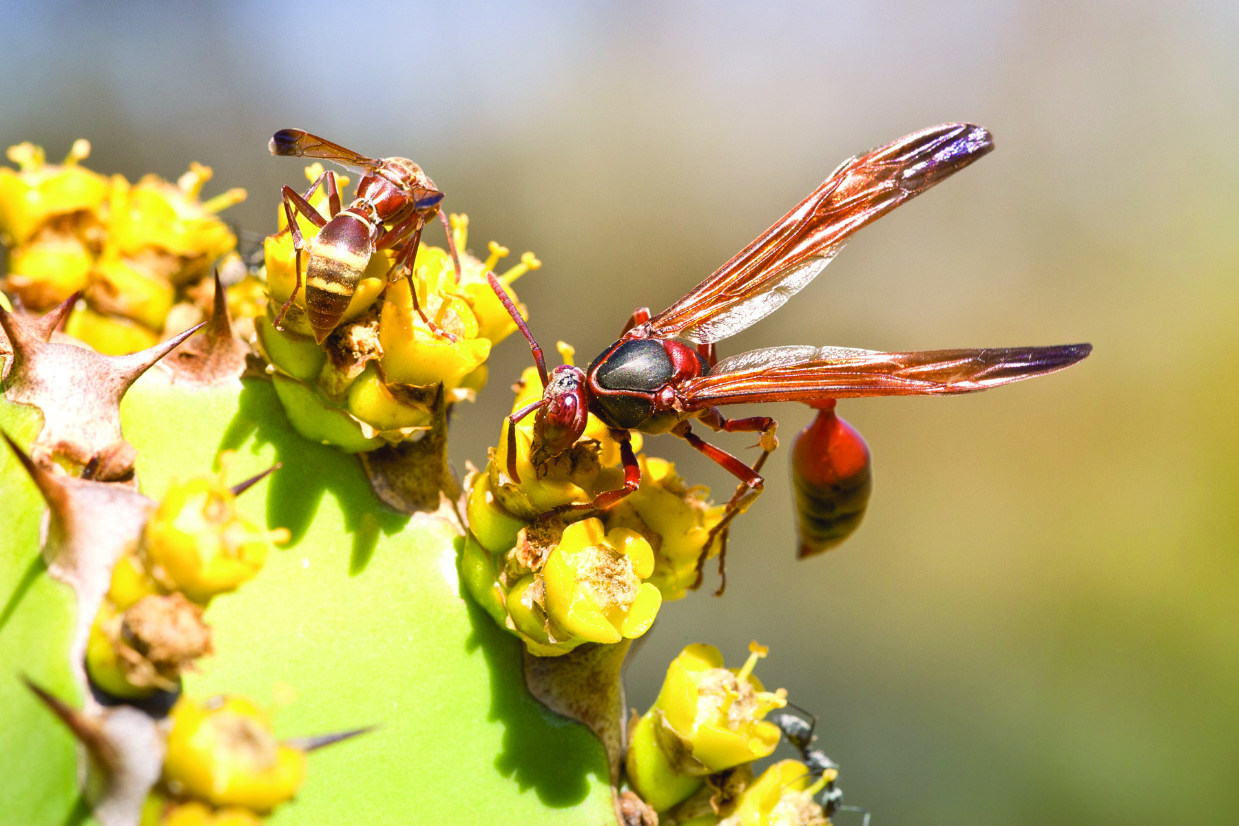 Pests downside of spring