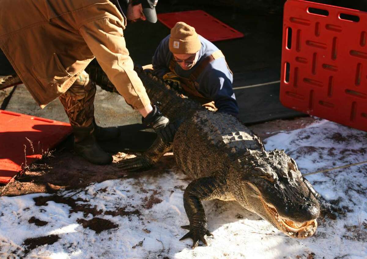 A 'chilling' scene: Alligators on the move in Bridgeport